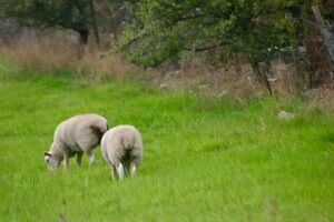 Grazing sheep not enough to convince FTT property was non-residential ...